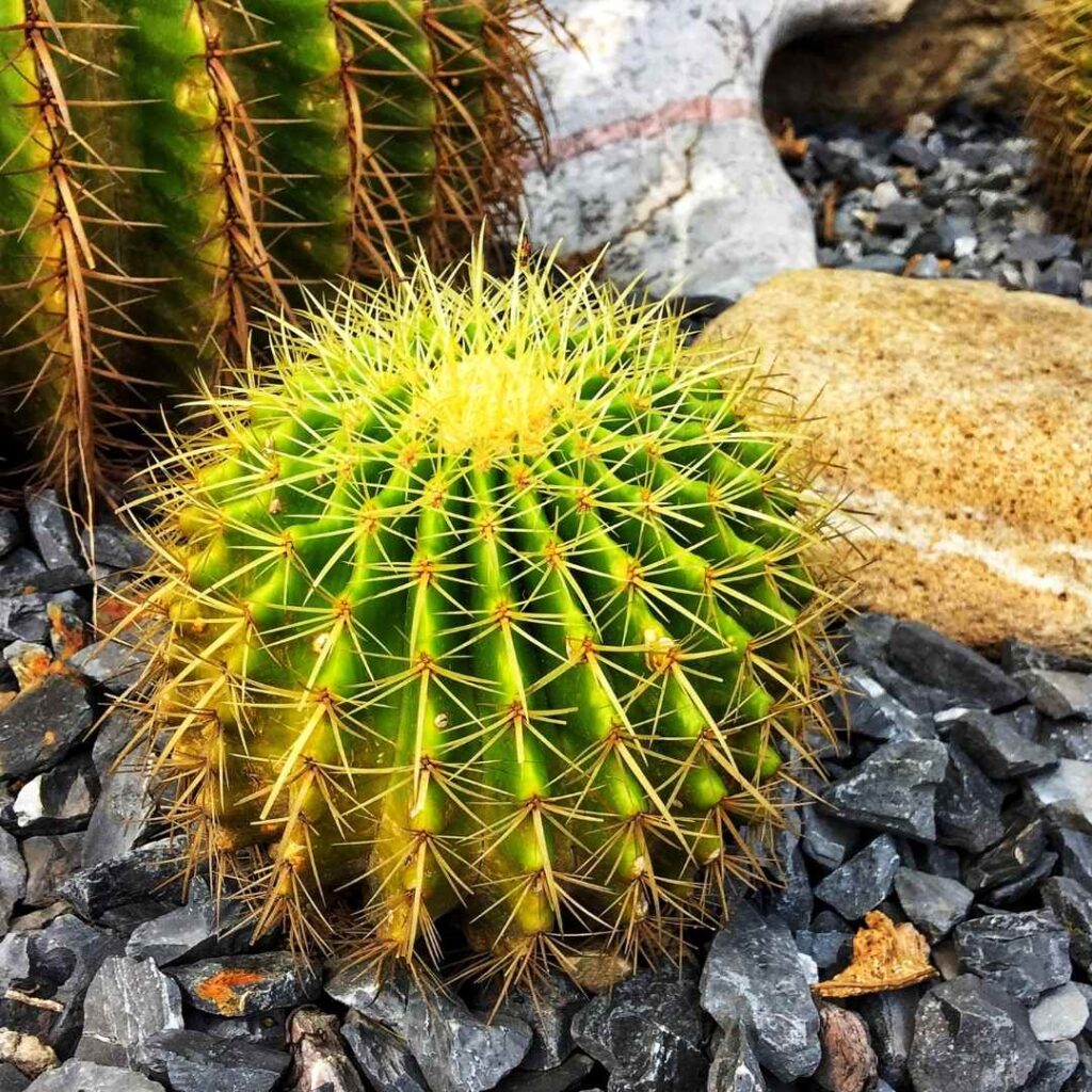 8 Best Cactus Varieties to Grow Indoors