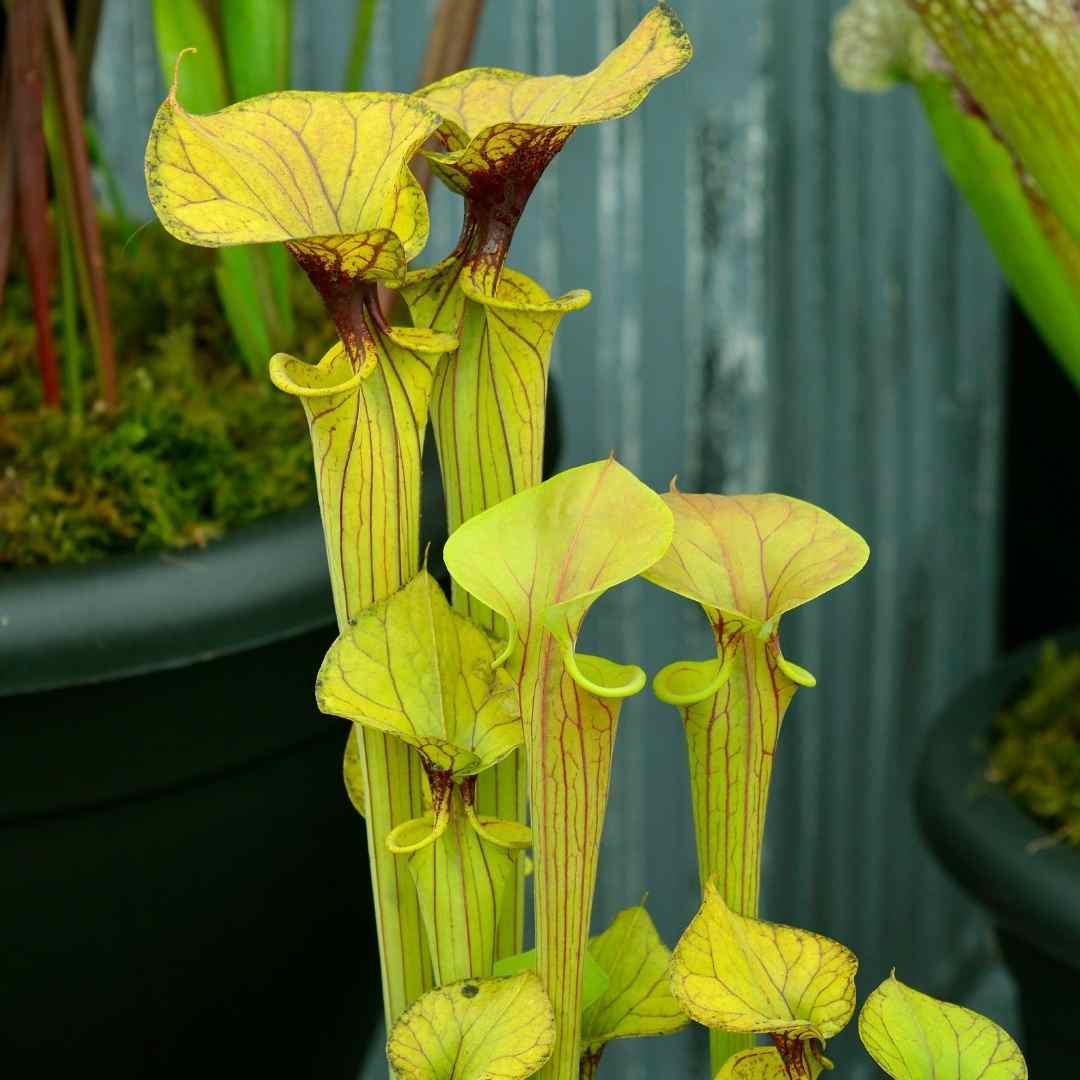 10 Popular Pitcher Plants