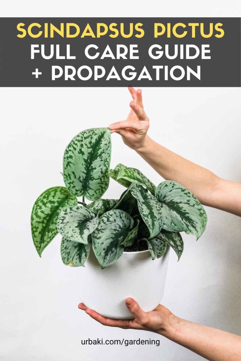 Scindapsus Pictus Full Care Guide + Propagation
