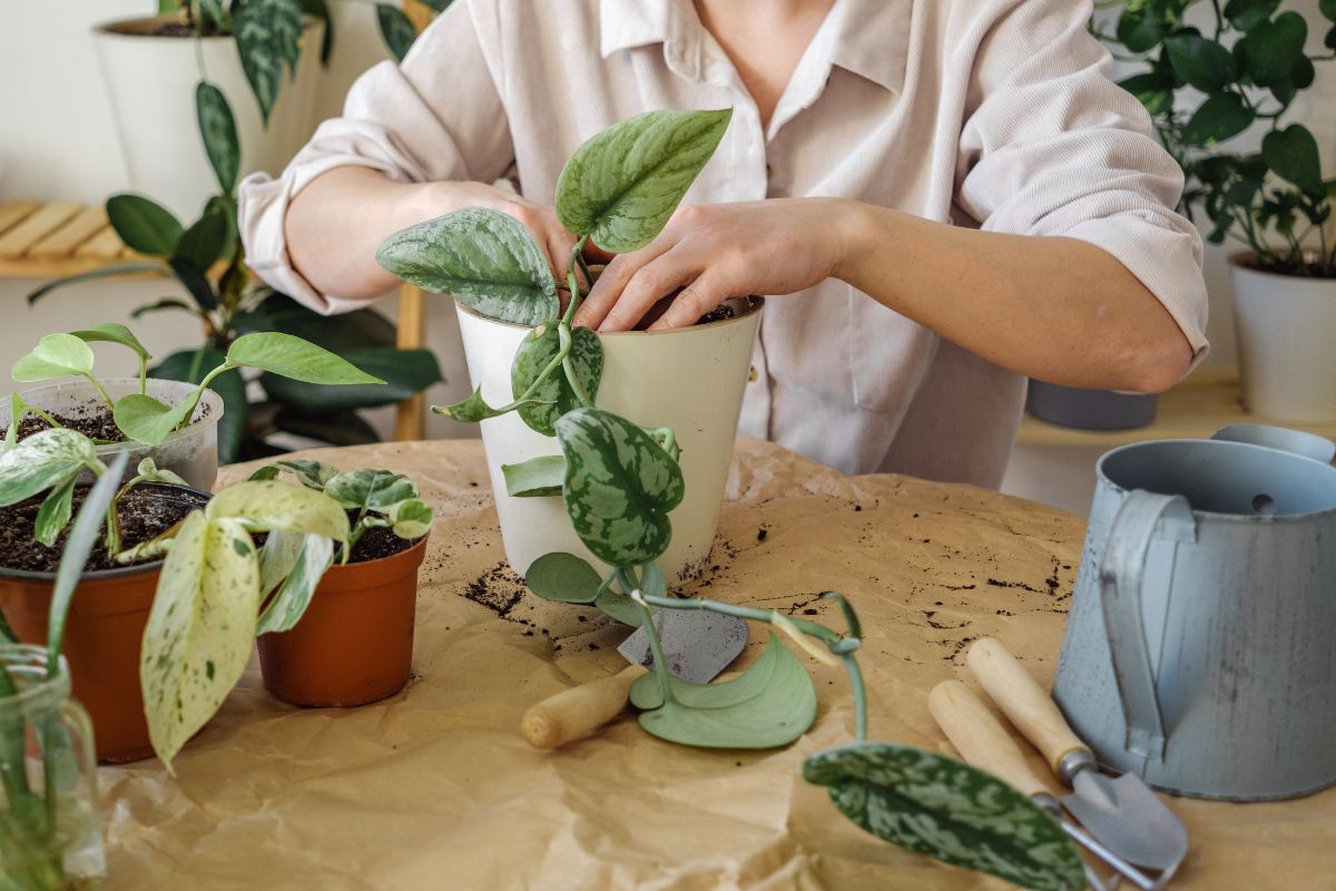Scindapsus Pictus Full Care Guide + Propagation