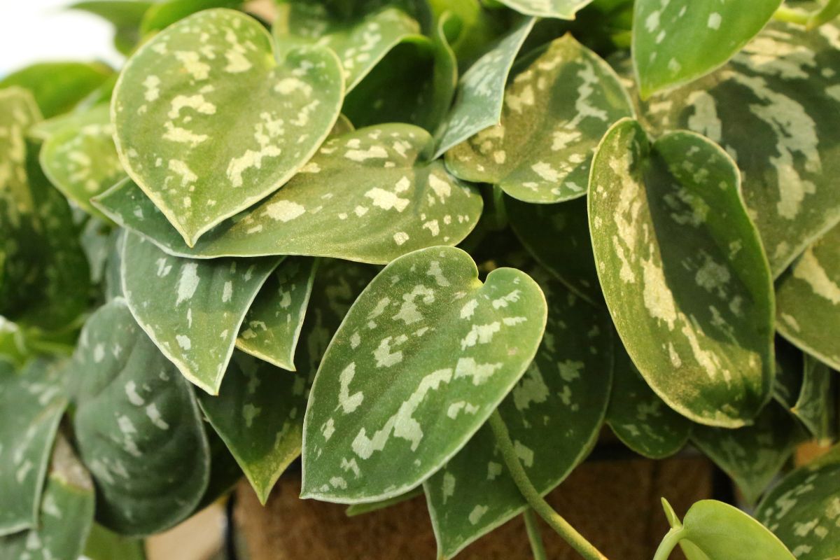 Scindapsus Pictus Full Care Guide + Propagation