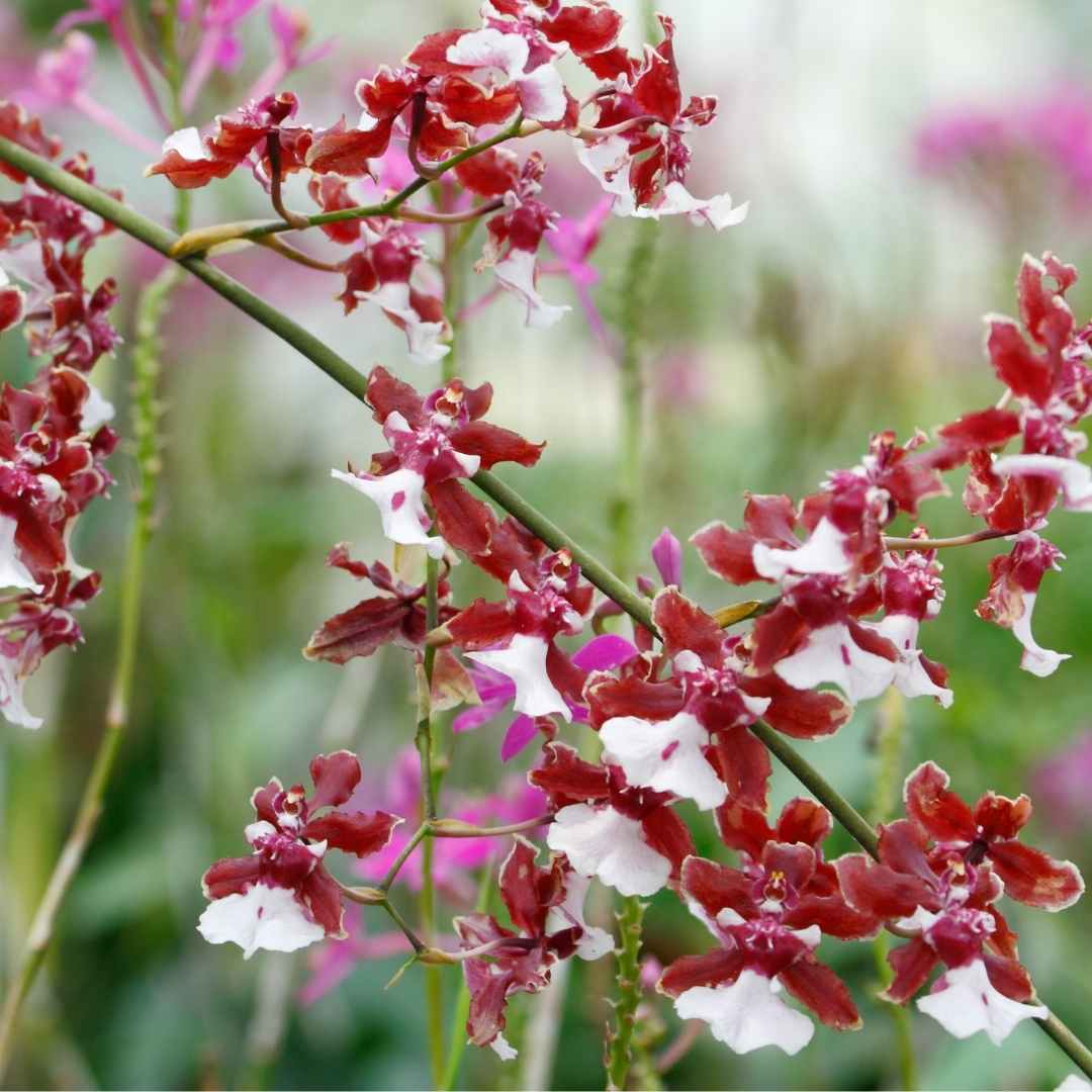 Meet the 6 Best Orchids to Grow!