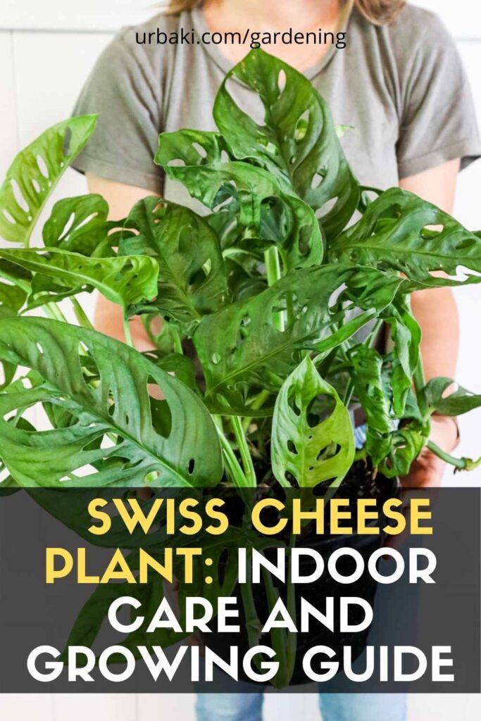 Swiss Cheese Plant: Indoor Care and Growing Guide