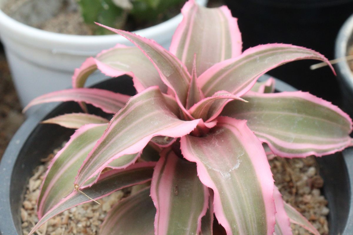Tiny Houseplants That Stay Small Forever