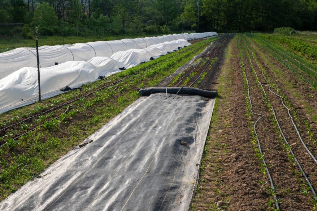 Using Ground Covers in Vegetable Gardens
