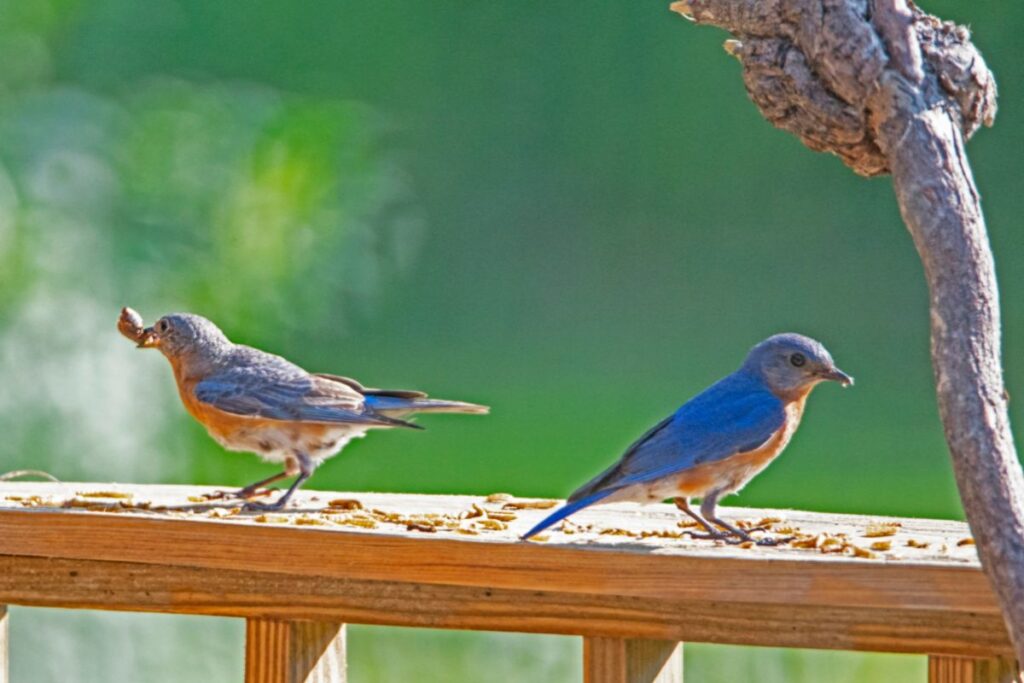 What Do Bluebirds Eat? Feeding Tips For Bluebirds!