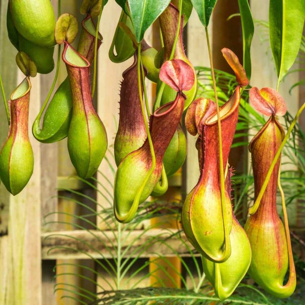 10 Popular Pitcher Plants