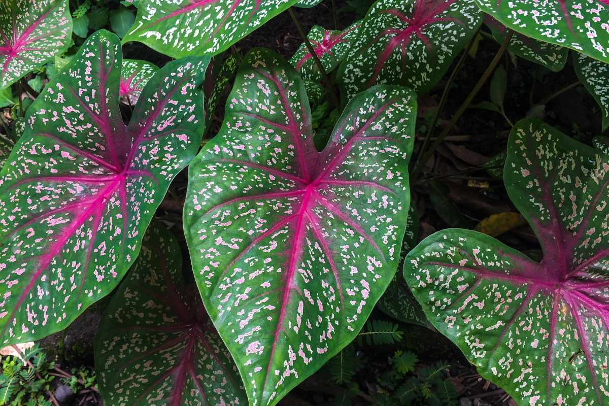 CALADIUM: Plant Care & Growing Guide