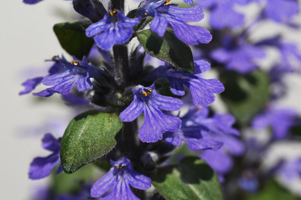 19 Best Flowering Ground Covers