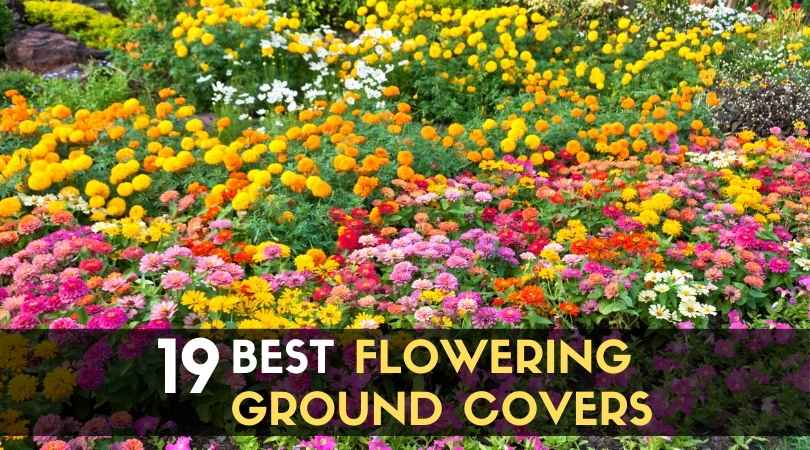 19 Best Flowering Ground Covers