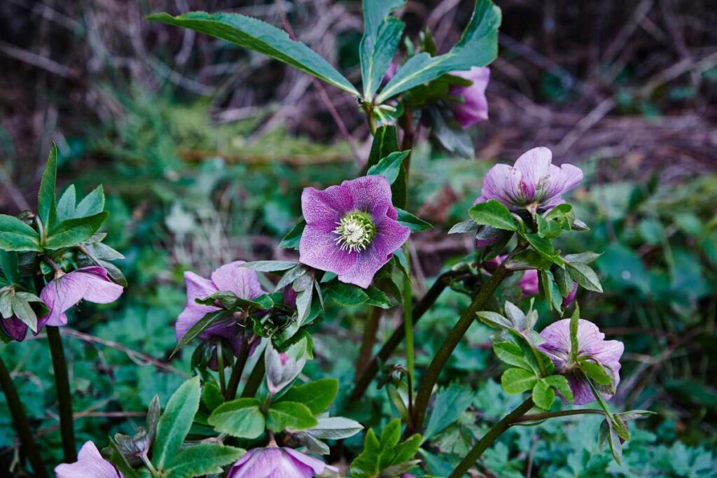 Hellebore: Plant Care & Growing Guide
