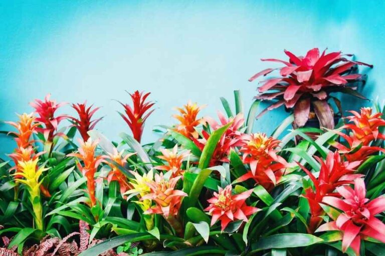 9 Types of Bromeliads for Growing Indoors