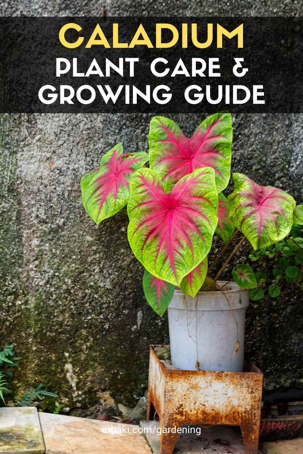 CALADIUM: Plant Care & Growing Guide