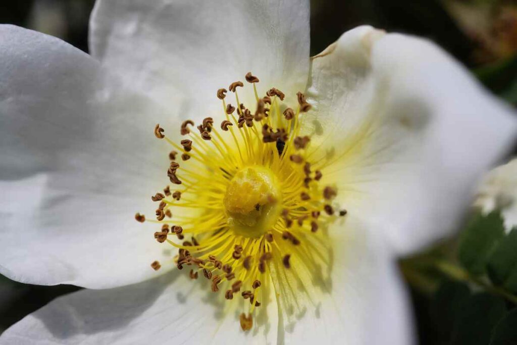 How to Grow and Care for Cherokee Roses