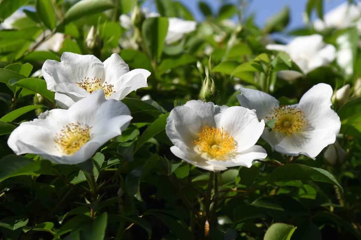 How to Grow and Care for Cherokee Roses