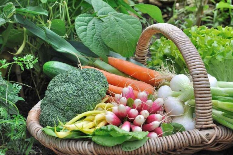 6 Best Vegetables to Plant in Early Spring