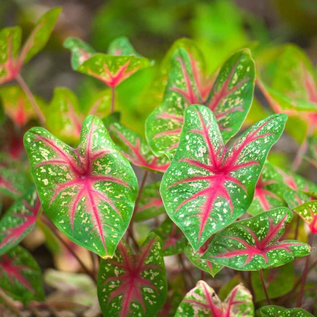CALADIUM: Plant Care & Growing Guide