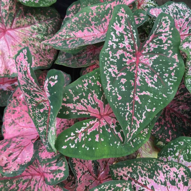 CALADIUM: Plant Care & Growing Guide