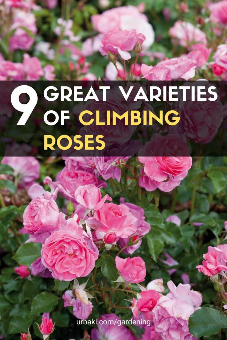 9 Great Varieties of Climbing Roses