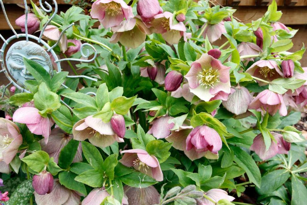 Hellebore: Plant Care & Growing Guide