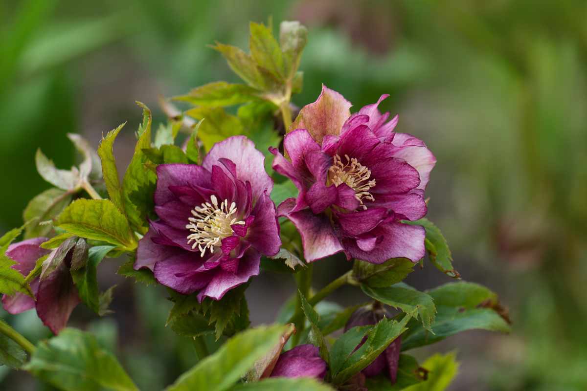 Hellebore: Plant Care & Growing Guide