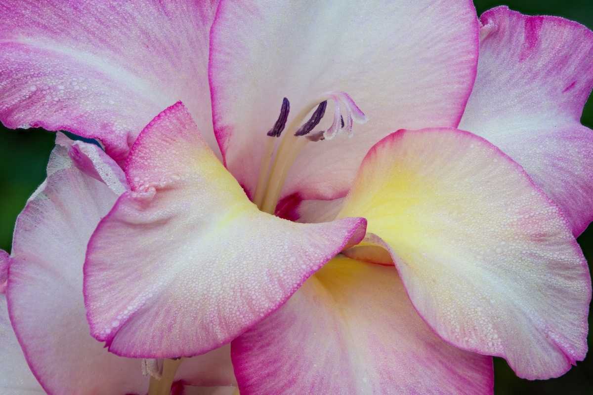 How to Grow Gladiolas in Pots