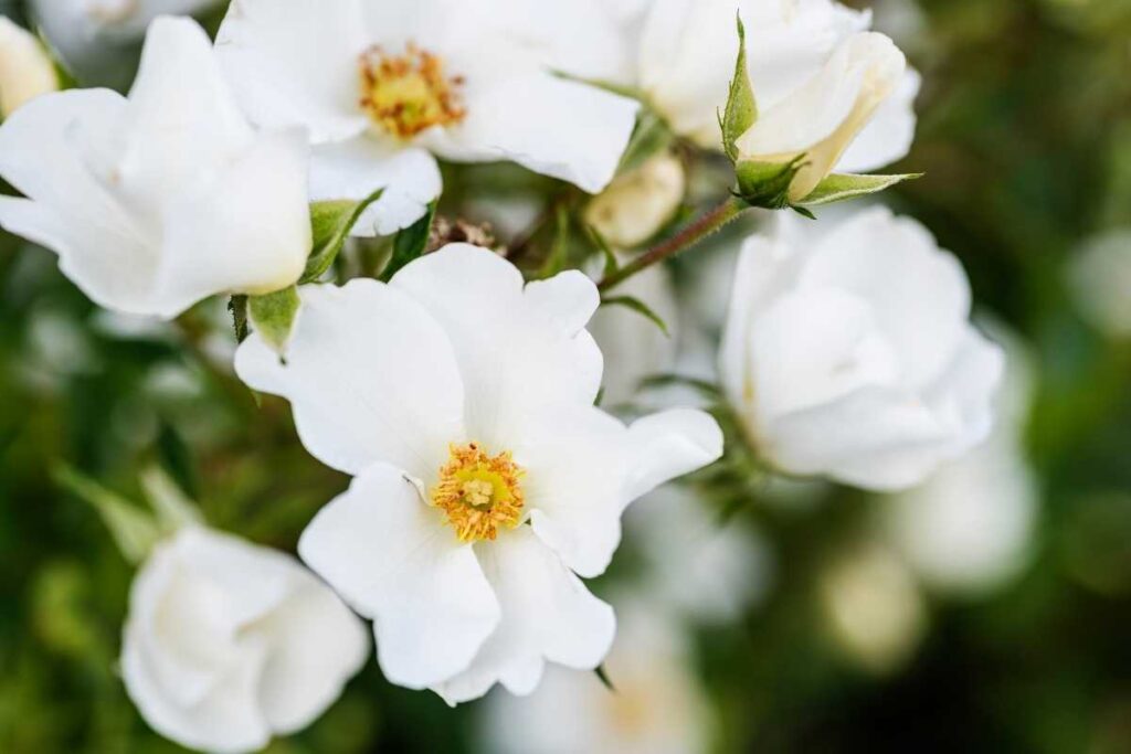 How to Grow and Care for Cherokee Roses