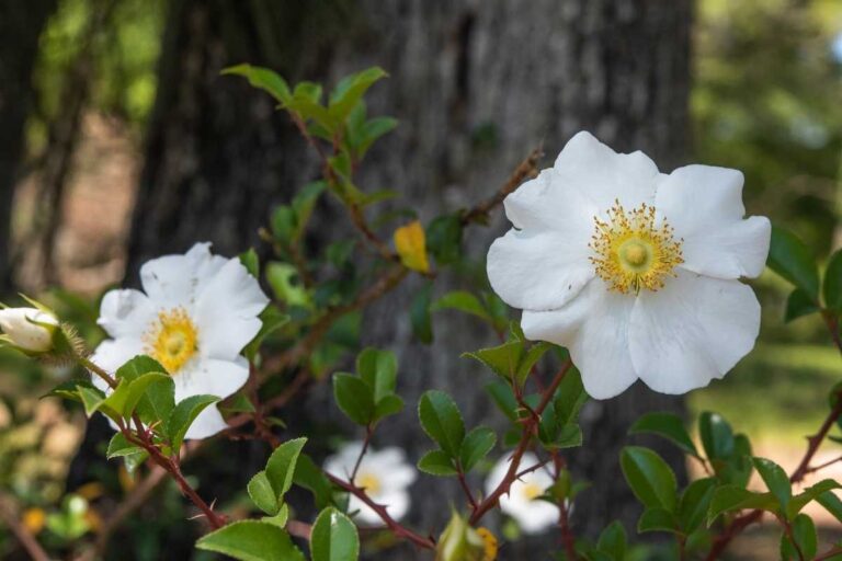 How to Grow and Care for Cherokee Roses