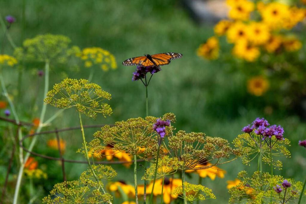 How to Make a Butterfly Garden
