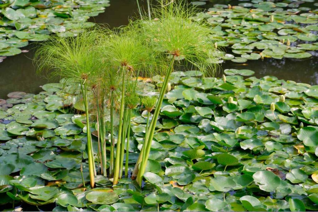 Papyrus: Plant Care & Growing Guide