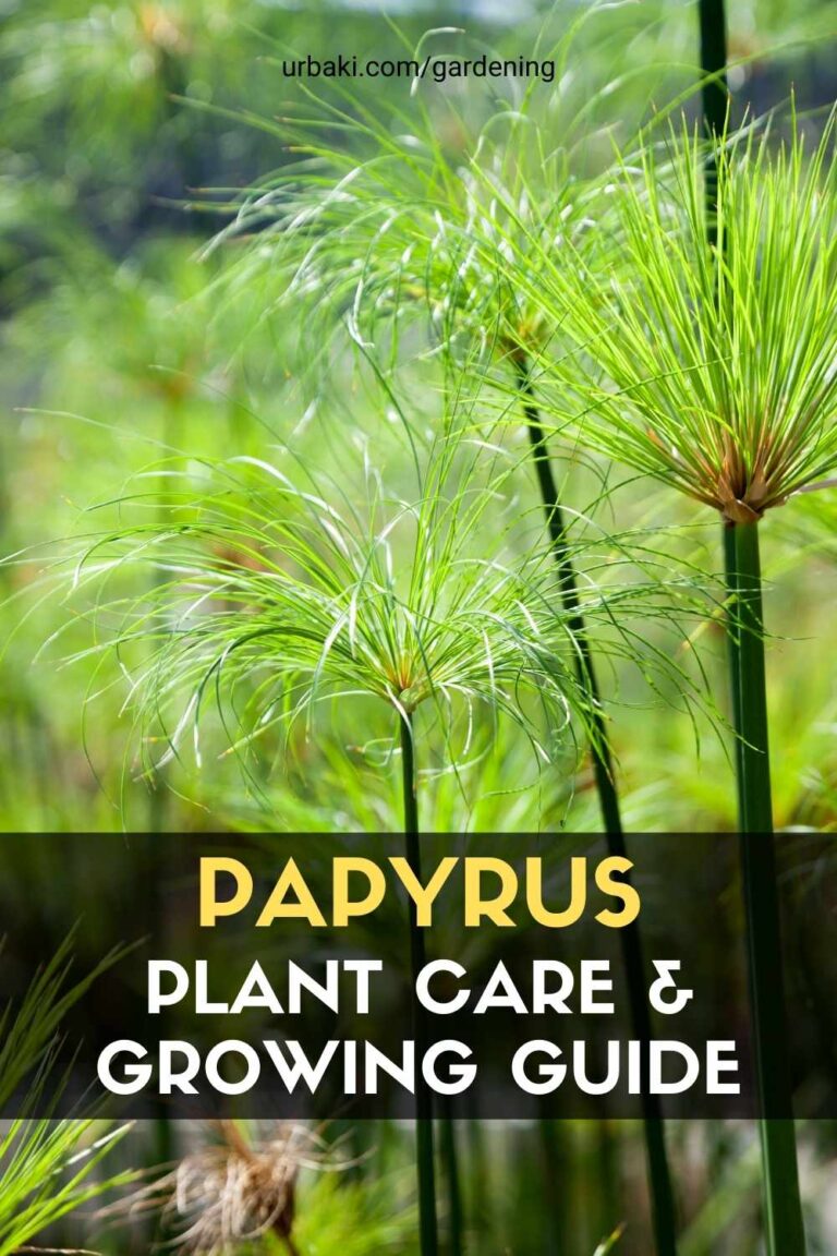Papyrus: Plant Care & Growing Guide