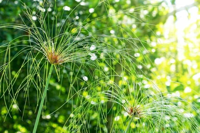 Papyrus: Plant Care & Growing Guide
