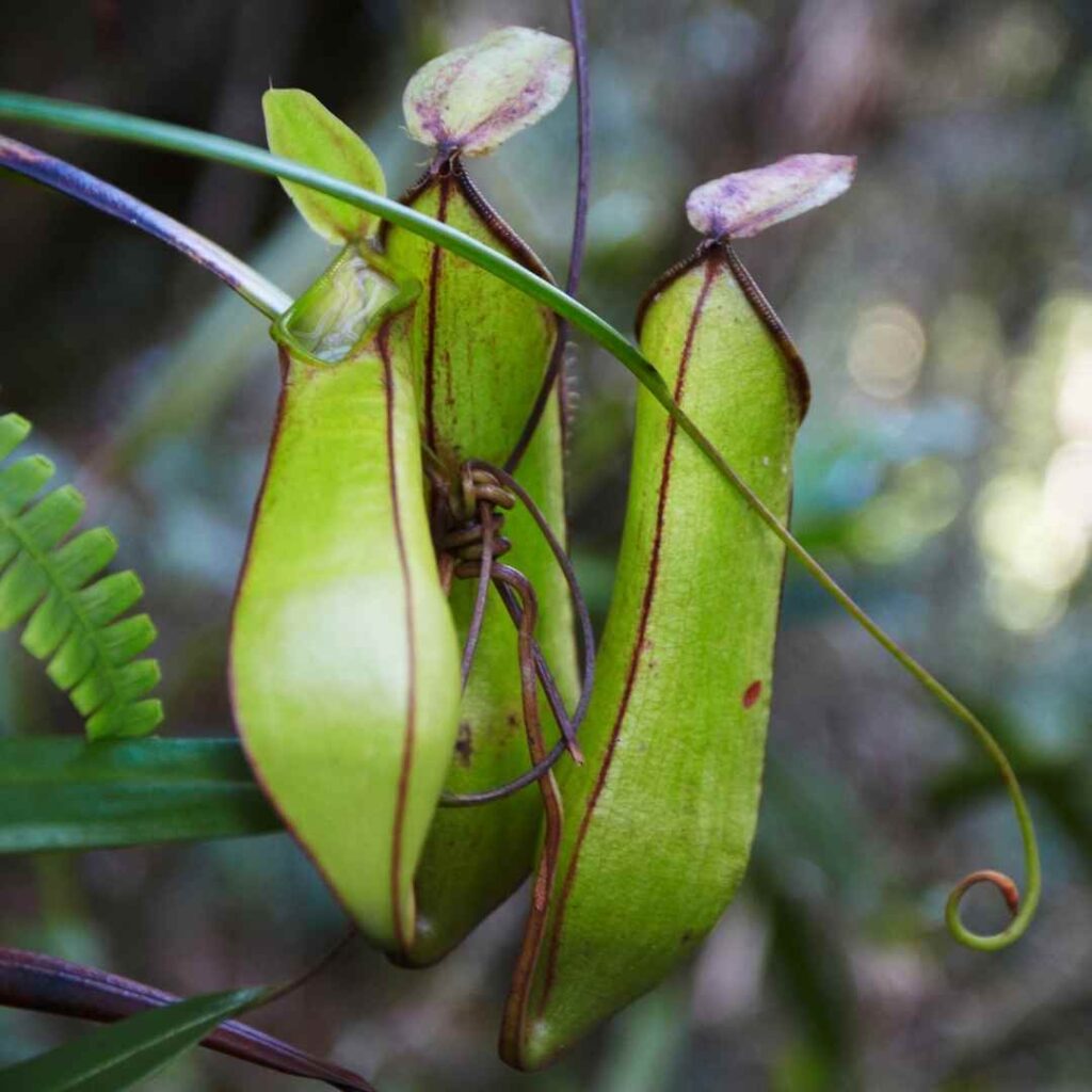 8 Best Houseplants for Hanging Baskets