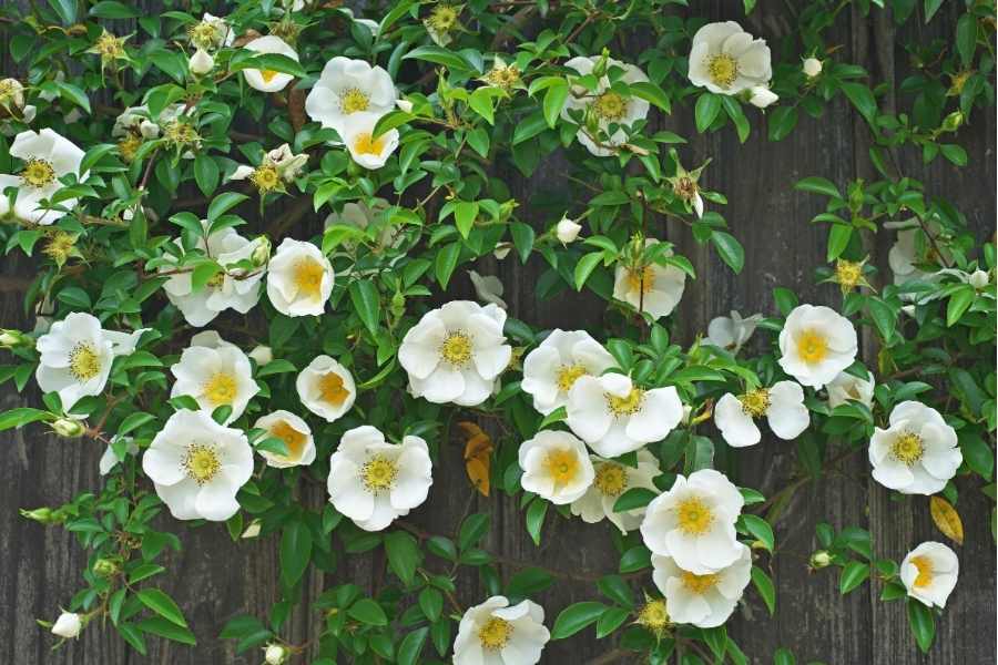 How to Grow and Care for Cherokee Roses