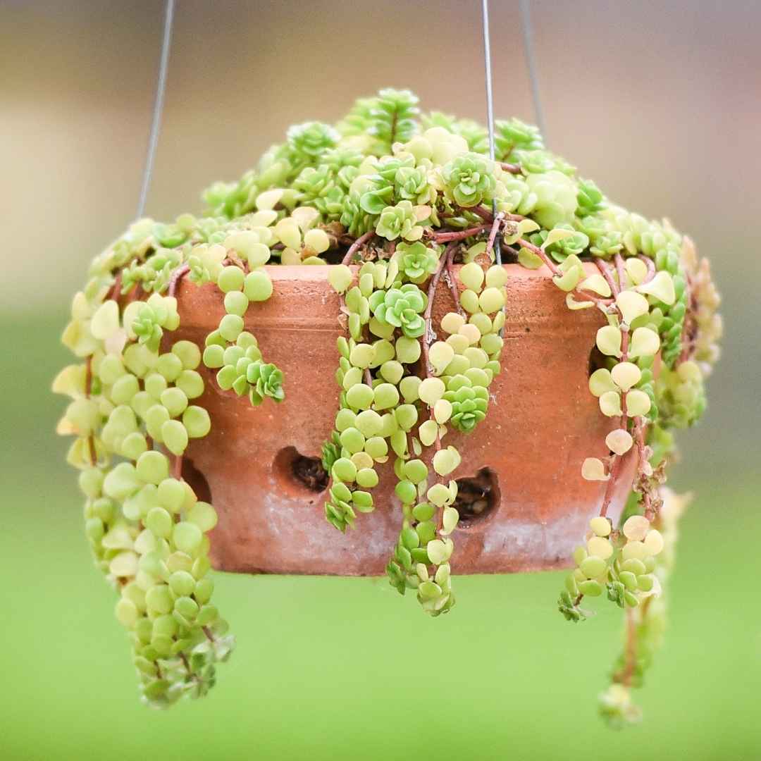 10 Hanging Succulent Varieties