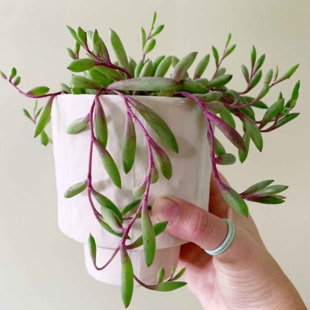 10 Hanging Succulent Varieties