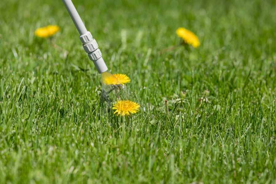 Top Tips for Organic Weed Control for Lawns
