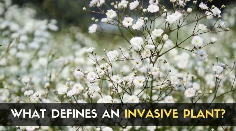 What Defines an Invasive Plant?