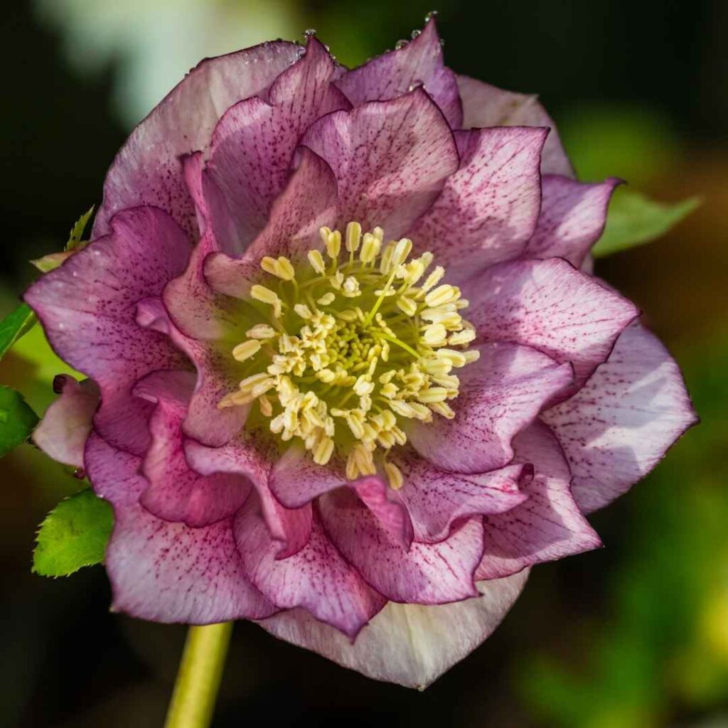 Hellebore: Plant Care & Growing Guide
