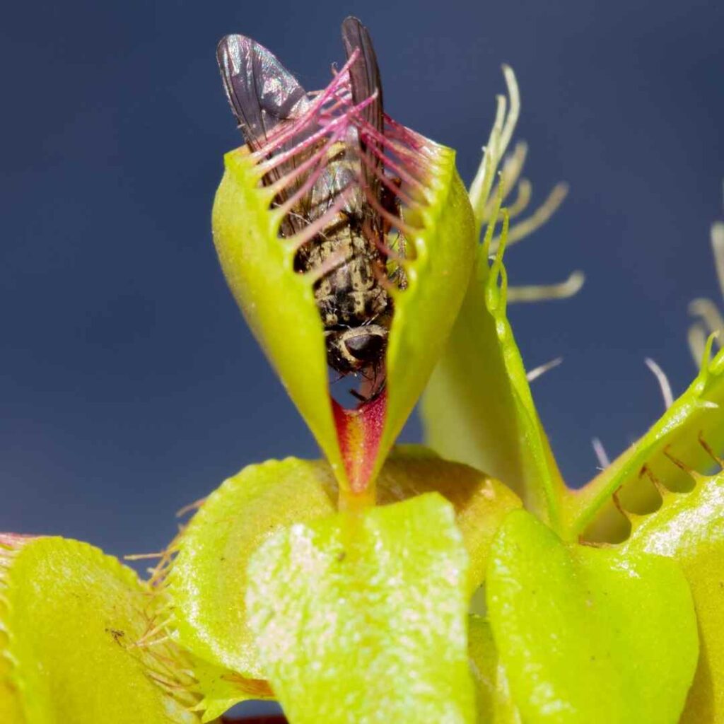 The Best Way to Transplant a Venus Flytrap