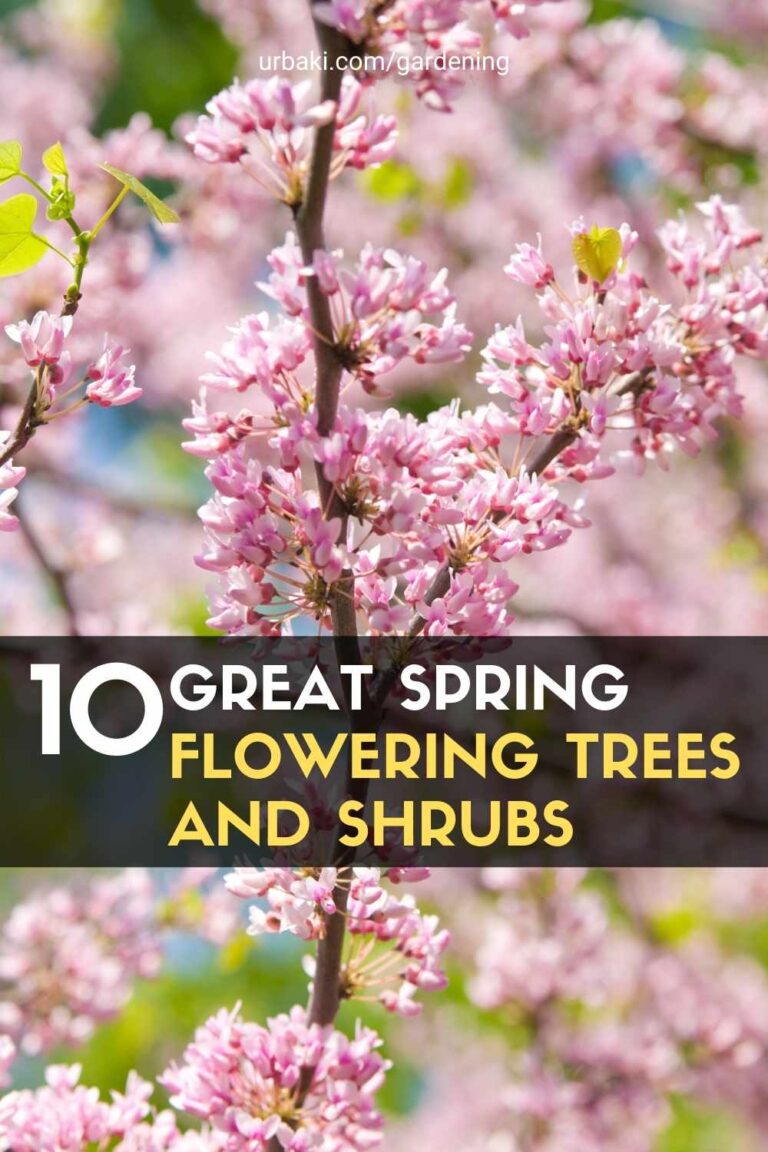 Here Are 10 Good Flowering Trees and Shrubs for Your Spring Landscape