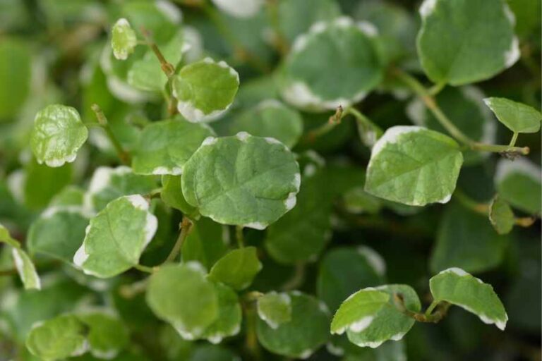 10 Low-Care Plants That Grow Well in Terrariums