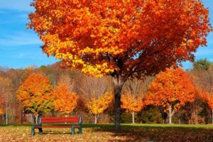 13 Beautiful Species of Maple Trees