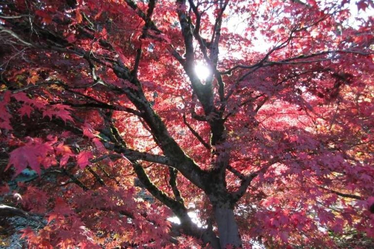 13 Beautiful Species of Maple Trees