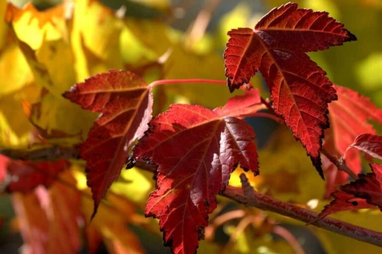 13 Beautiful Species of Maple Trees