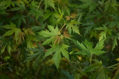 13 Beautiful Species of Maple Trees