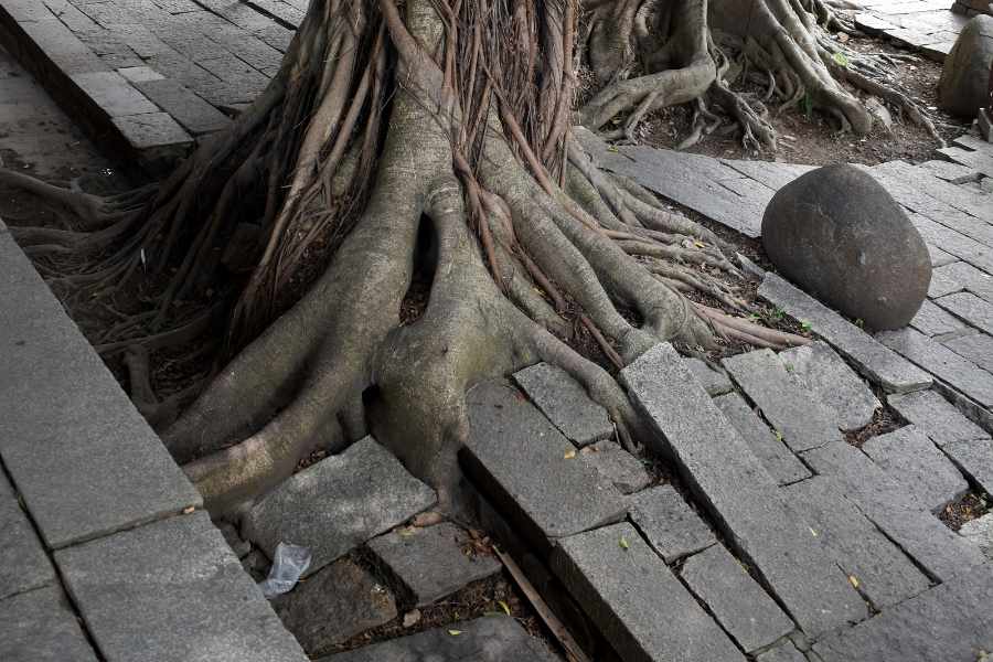 3 Major Problems With Tree Roots in Gardens