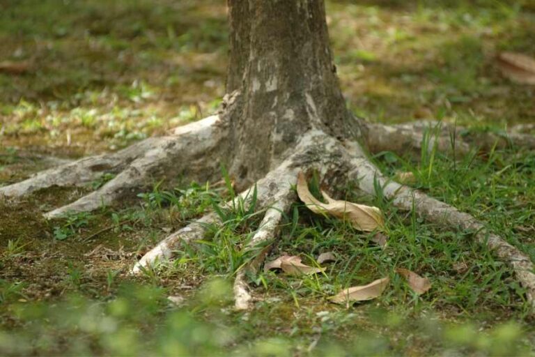 3 Major Problems With Tree Roots in Gardens