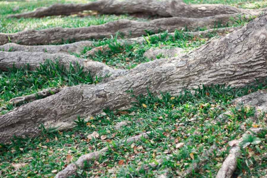 3 Major Problems With Tree Roots in Gardens