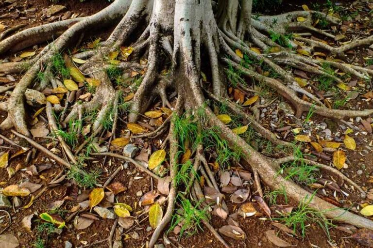 3 Major Problems With Tree Roots in Gardens